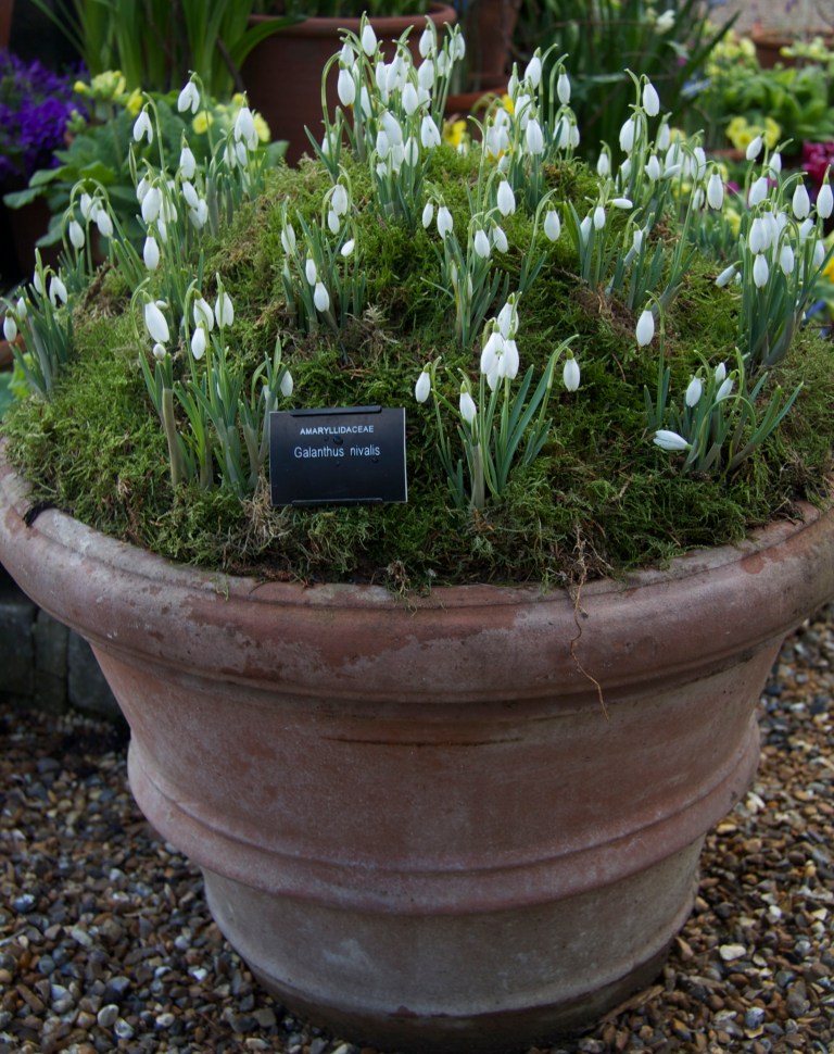 Snow Drop Theatre | The Dahlia Papers